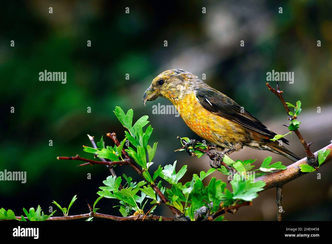 The common crossbill is a species of small passerine bird in the ...