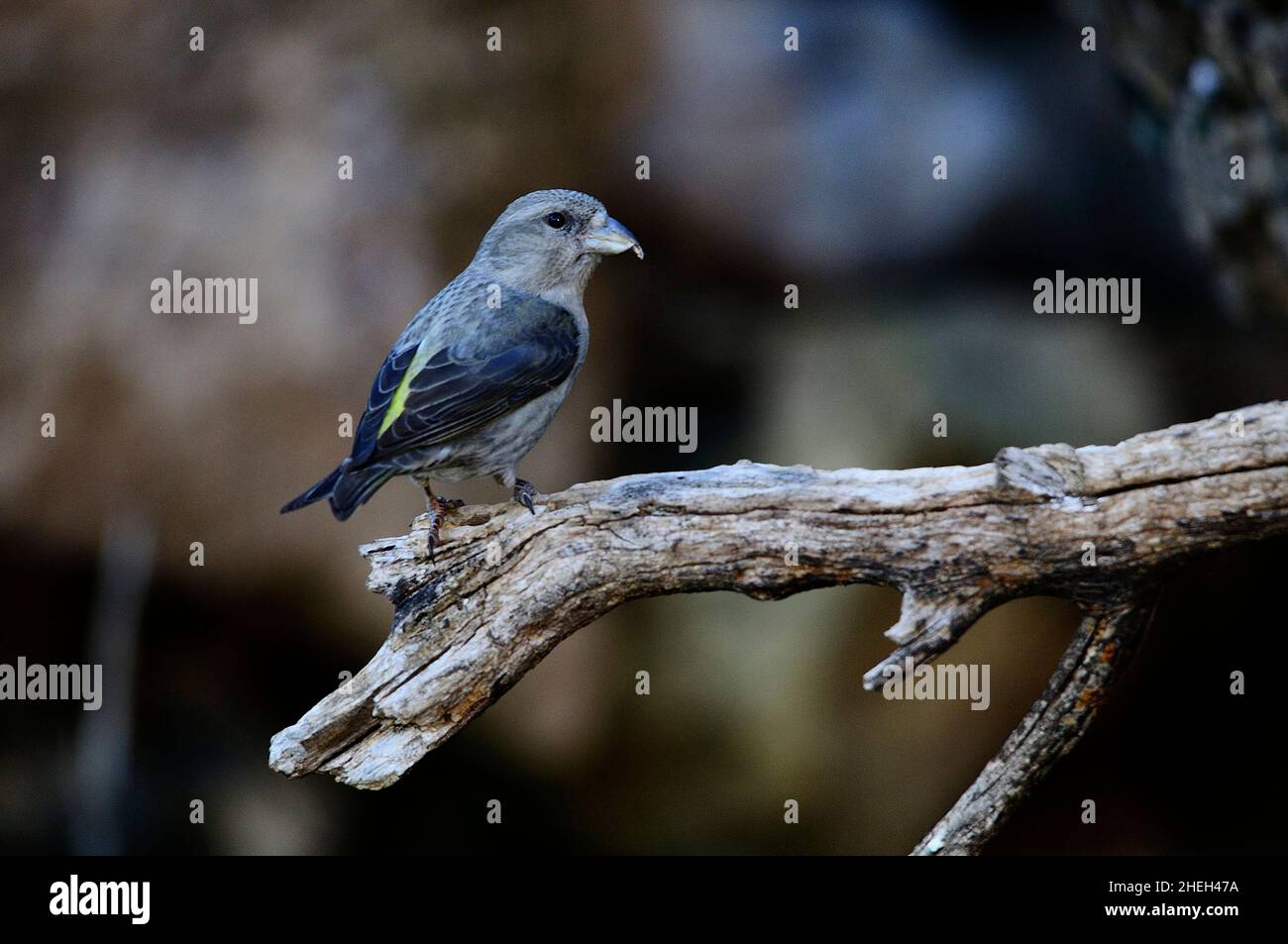 The common crossbill is a species of small passerine bird in the ...