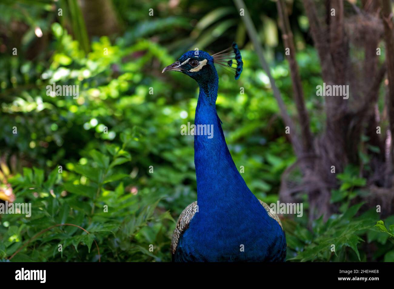 The common peacock is a species of galliform bird in the Phasianidae ...