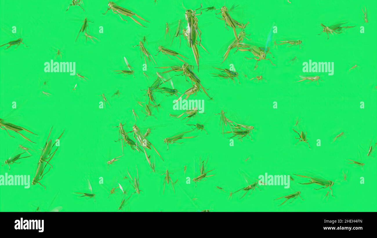 3d illustration - featuring a swarm of thousands of locusts flying into ...