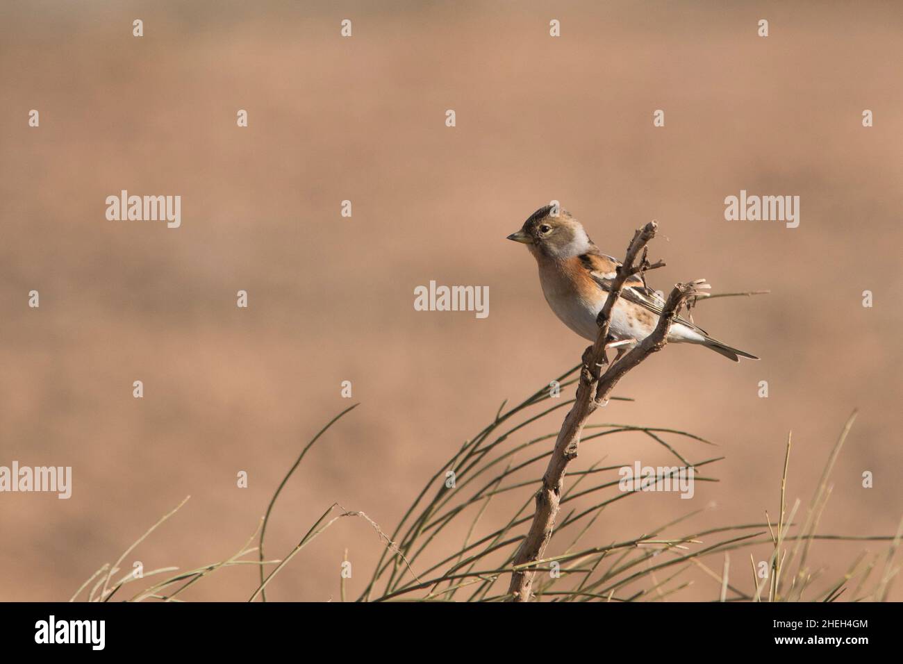 The king finch is a species of passerine bird in the Fringillidae ...