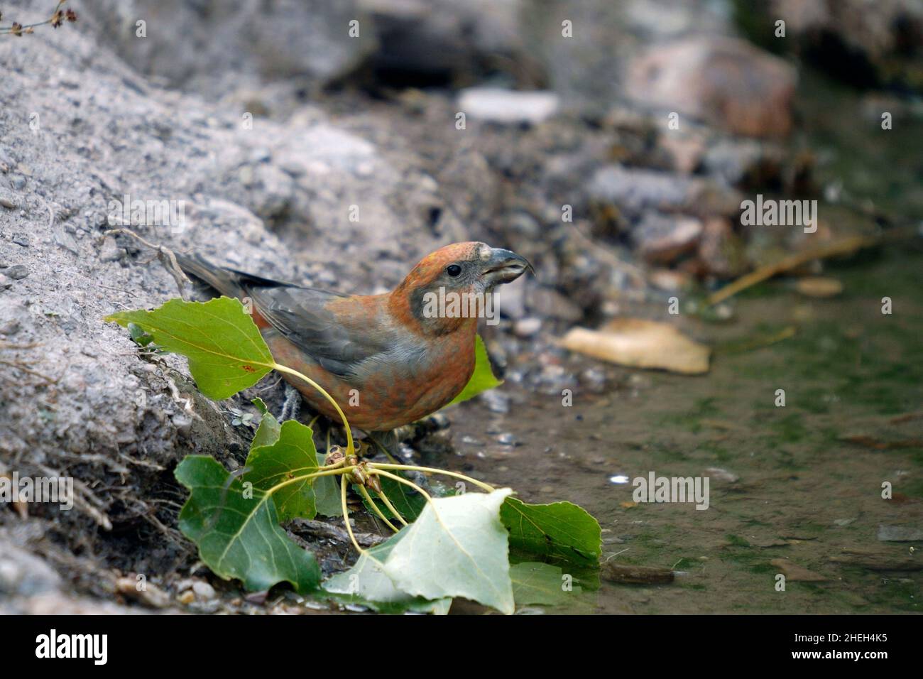 The common crossbill is a species of small passerine bird in the ...