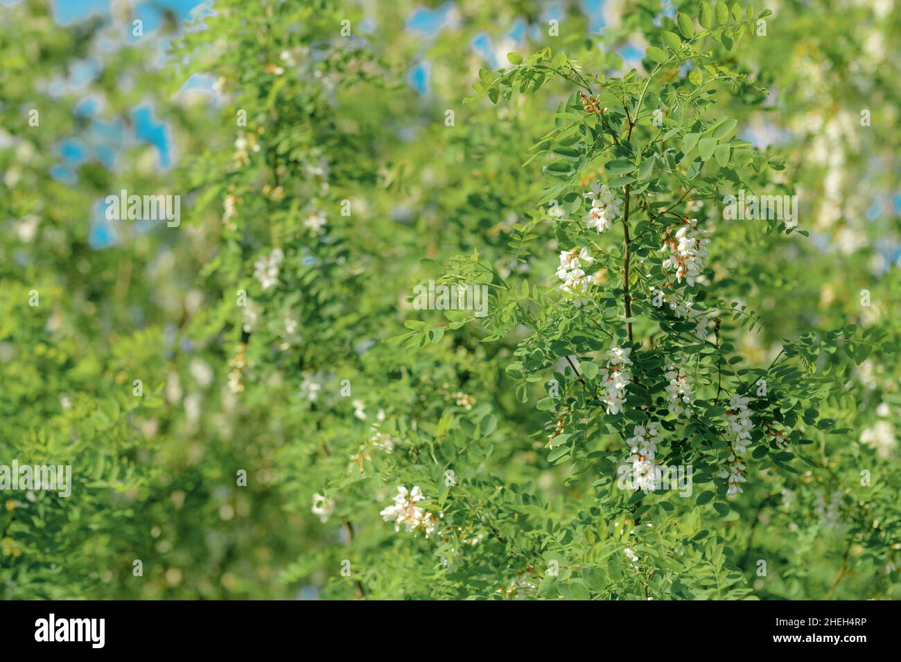 Black locust tree leaf hi-res stock photography and images - Alamy