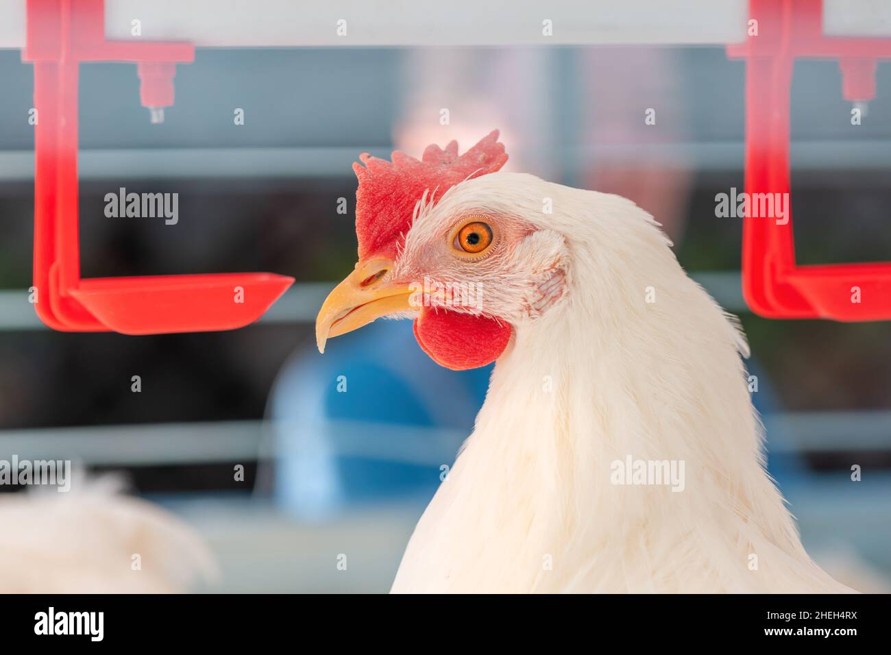 Close up of chicken hen drinking water in cage, selective focus Stock ...