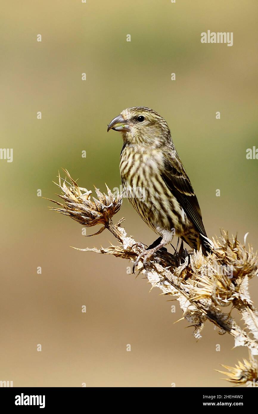 The common crossbill is a species of small passerine bird in the ...