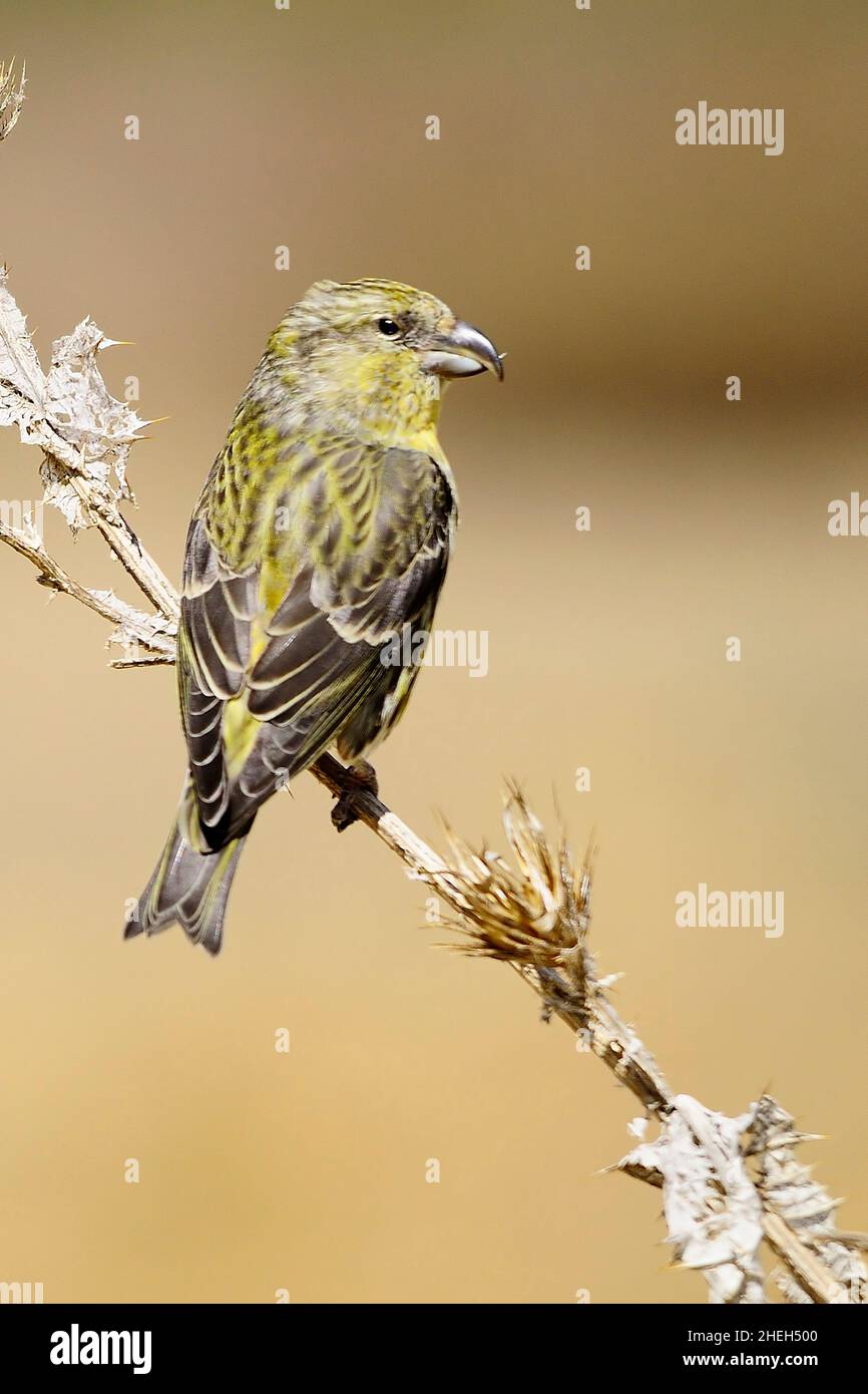 The common crossbill is a species of small passerine bird in the ...