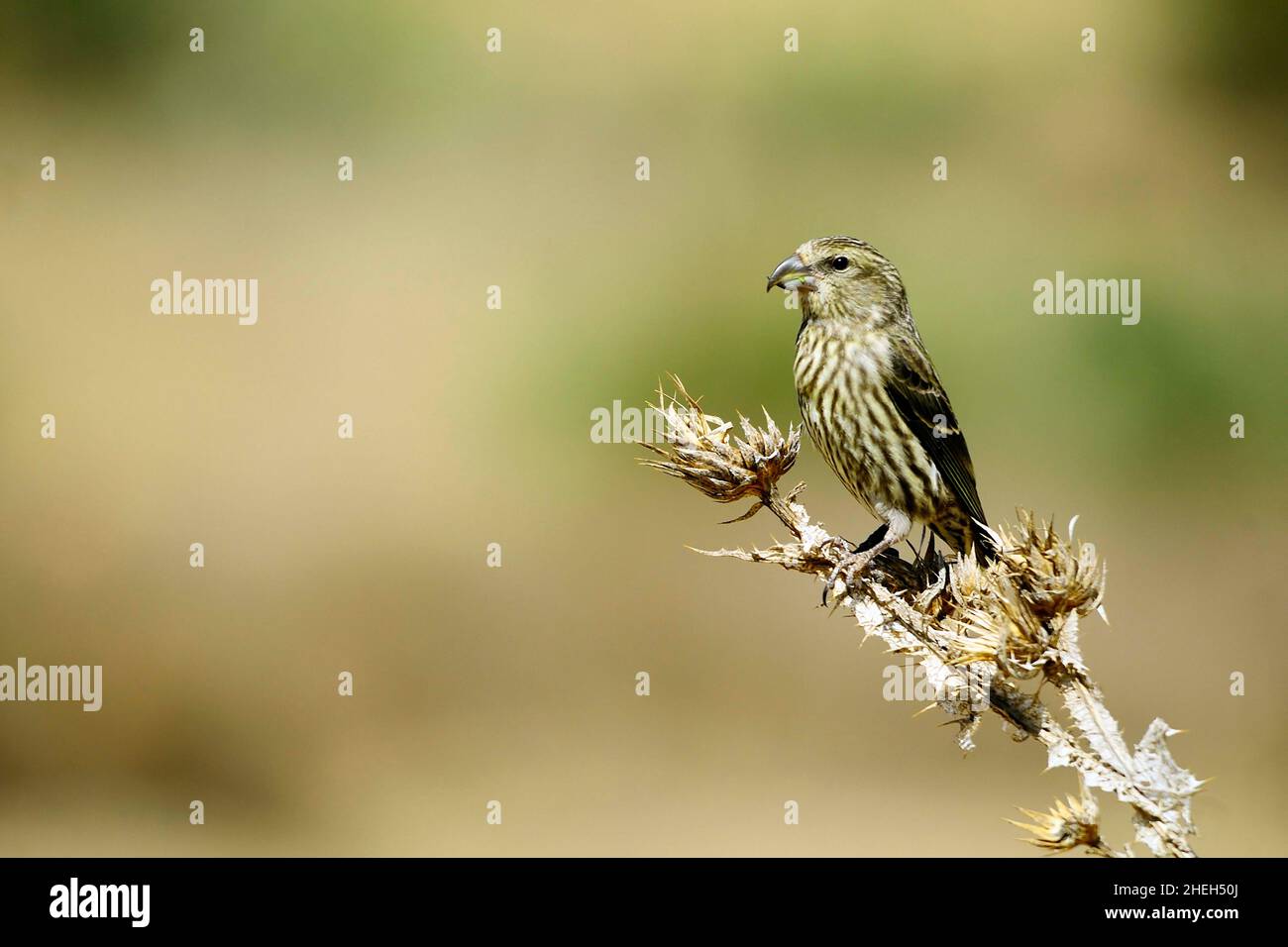 The common crossbill is a species of small passerine bird in the ...