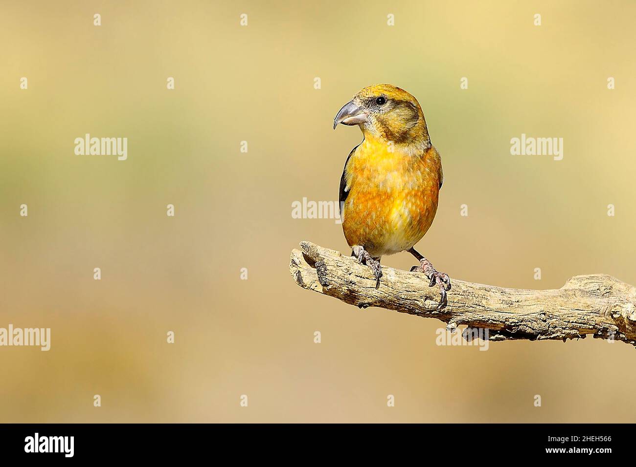 The common crossbill is a species of small passerine bird in the ...