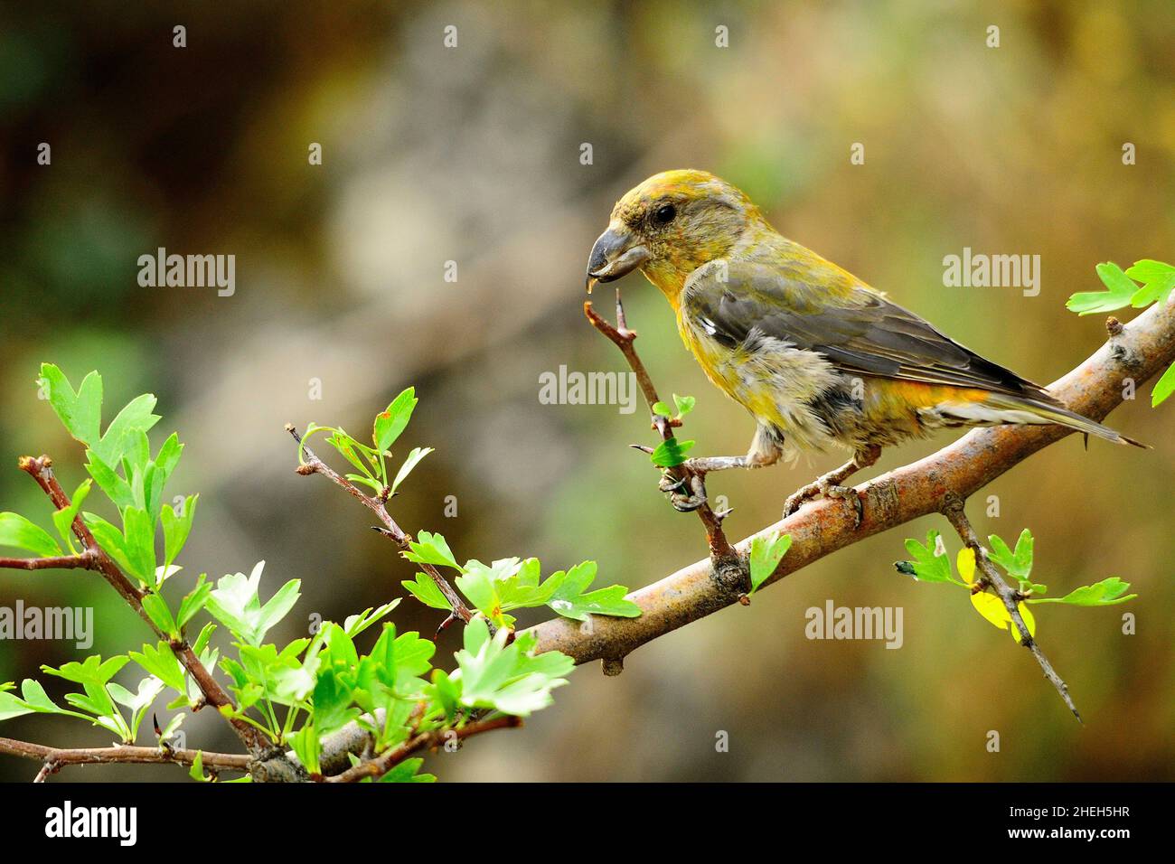 The common crossbill is a species of small passerine bird in the ...