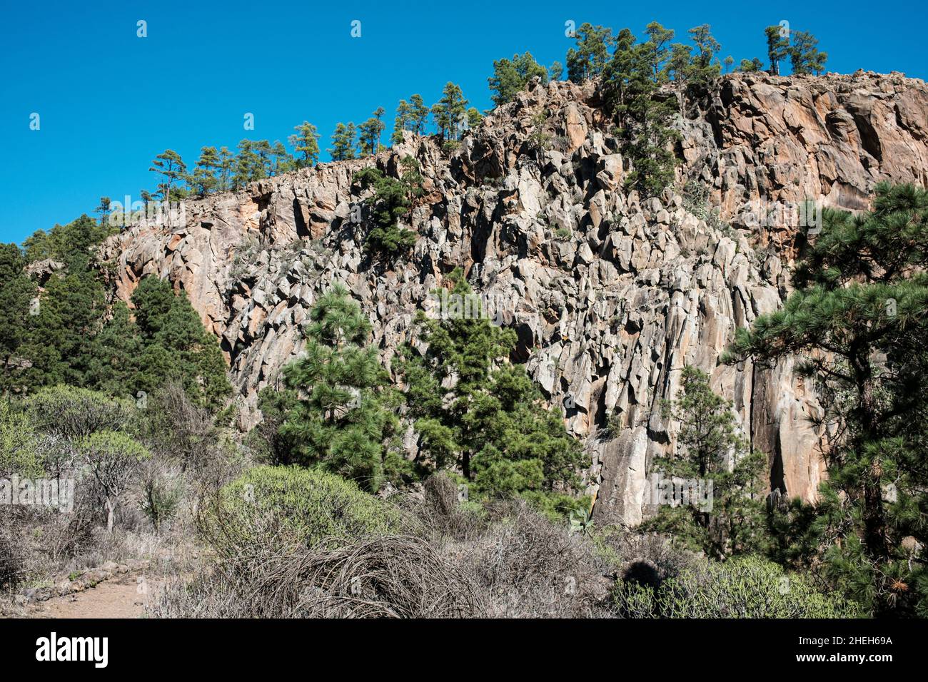 Vertical cliff faces with canarian pine trees, pinus canariensis near ...
