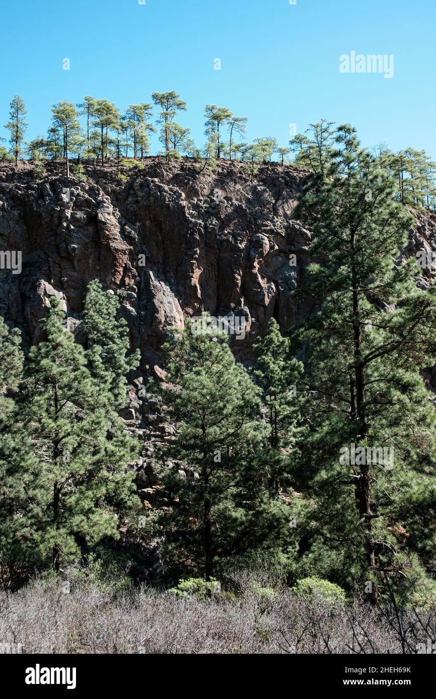 Vertical cliff faces with canarian pine trees, pinus canariensis near ...