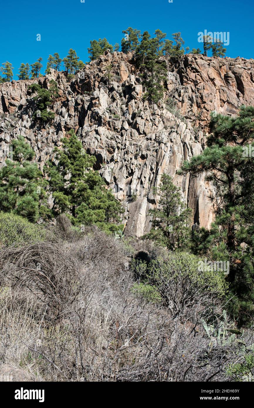Vertical cliff faces with canarian pine trees, pinus canariensis near ...