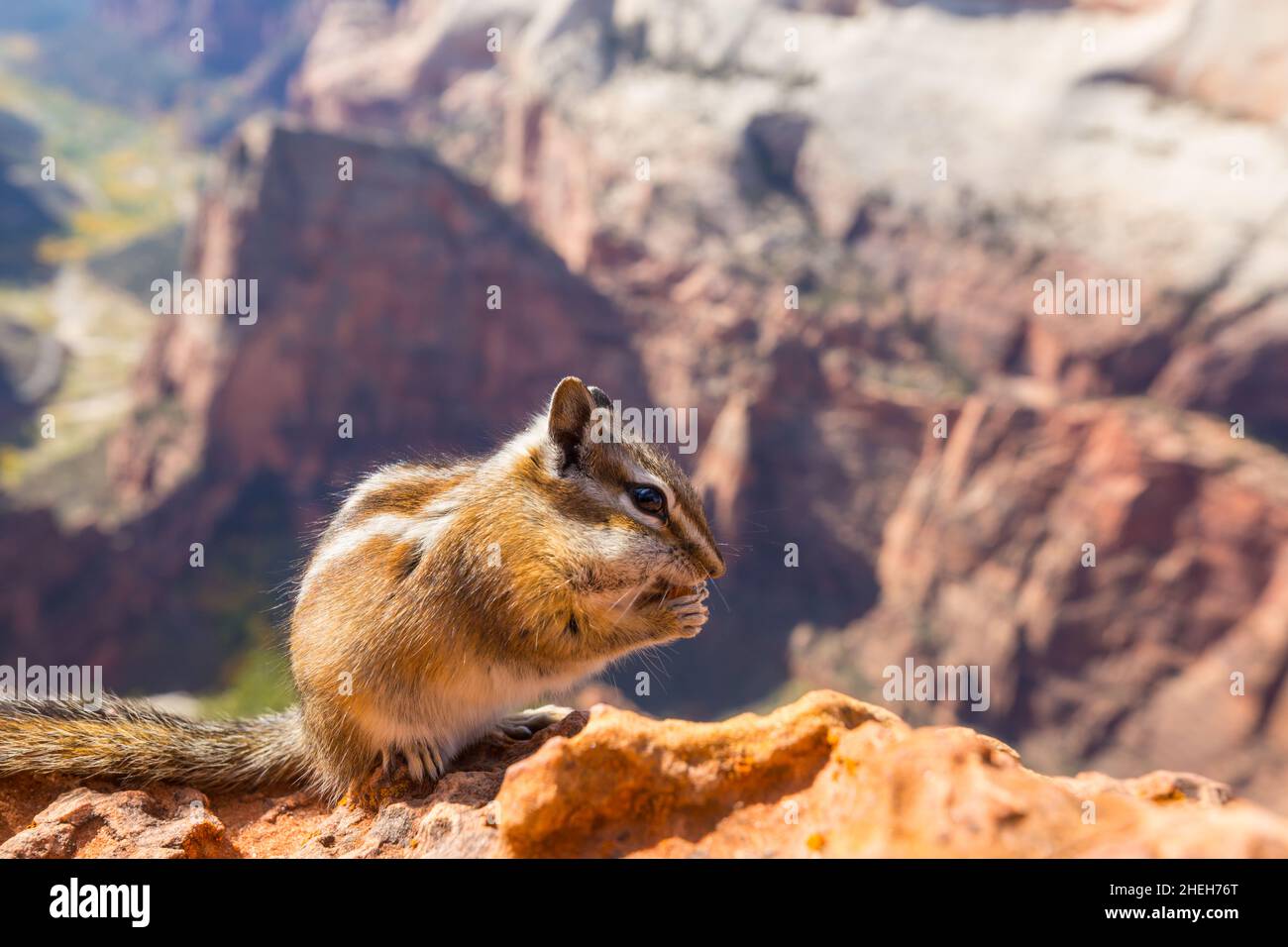 American chipmunk in summer forest Stock Photo - Alamy
