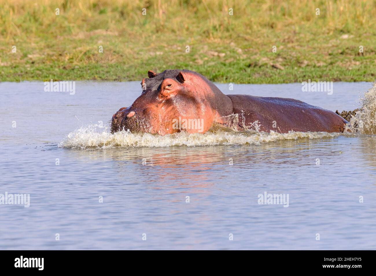 Hippo (Hippopotamus amphibius) shows aggression splashing water. Lower ...