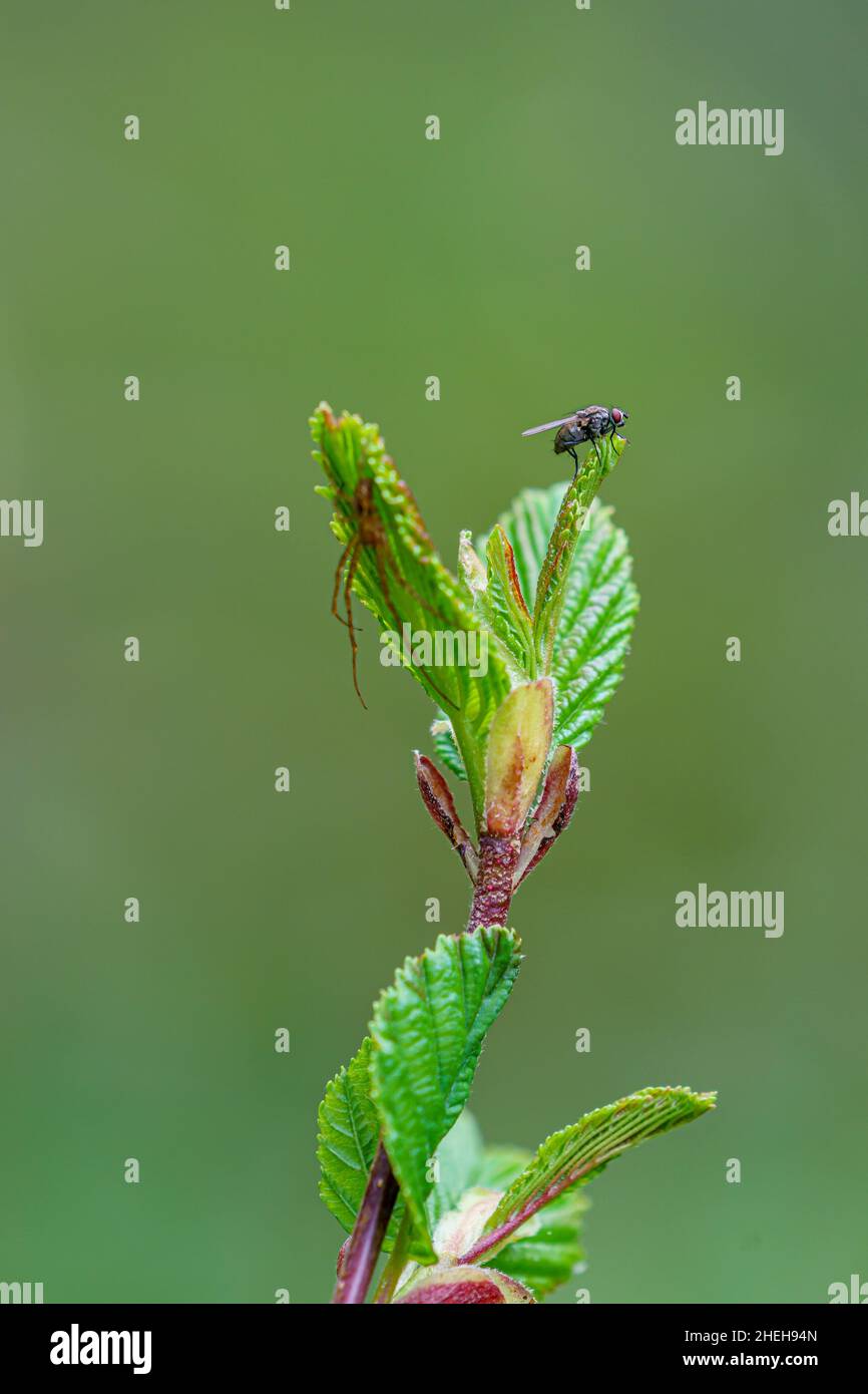 VALLDAL, NORWAY - 2020 JUNE 06. Selected focus photo of a common ...