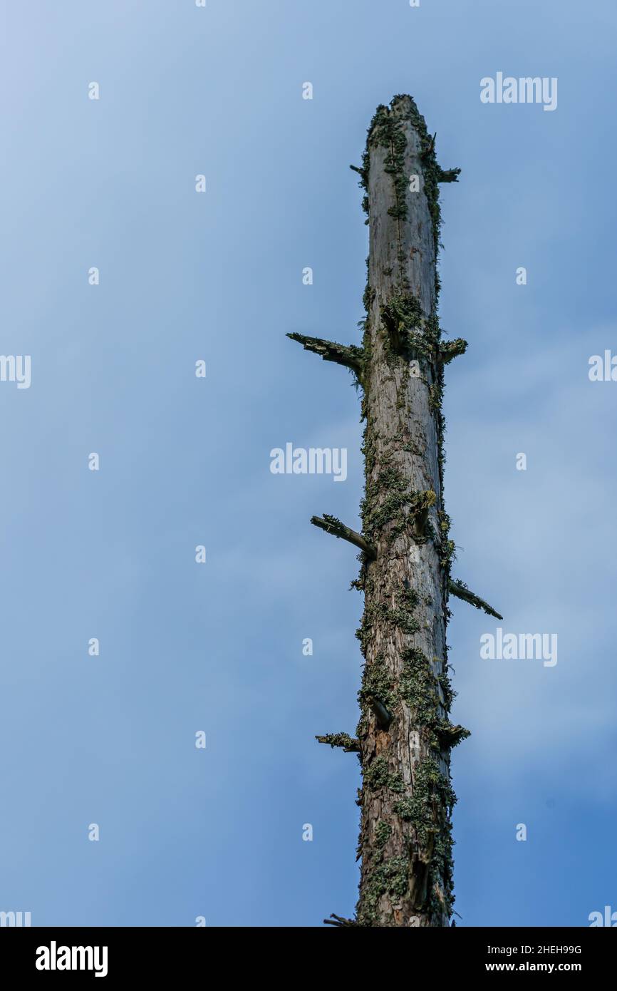 VALLDAL, NORWAY - 2020 JUNE 03. Tall dead tree with blue and white ...