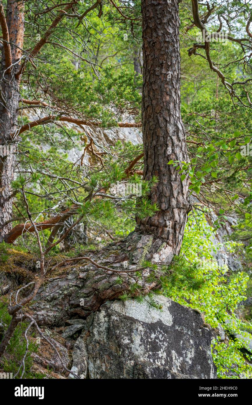 VALLDAL, NORWAY - 2020 JUNE 06. Big straight tree in the forest Stock ...