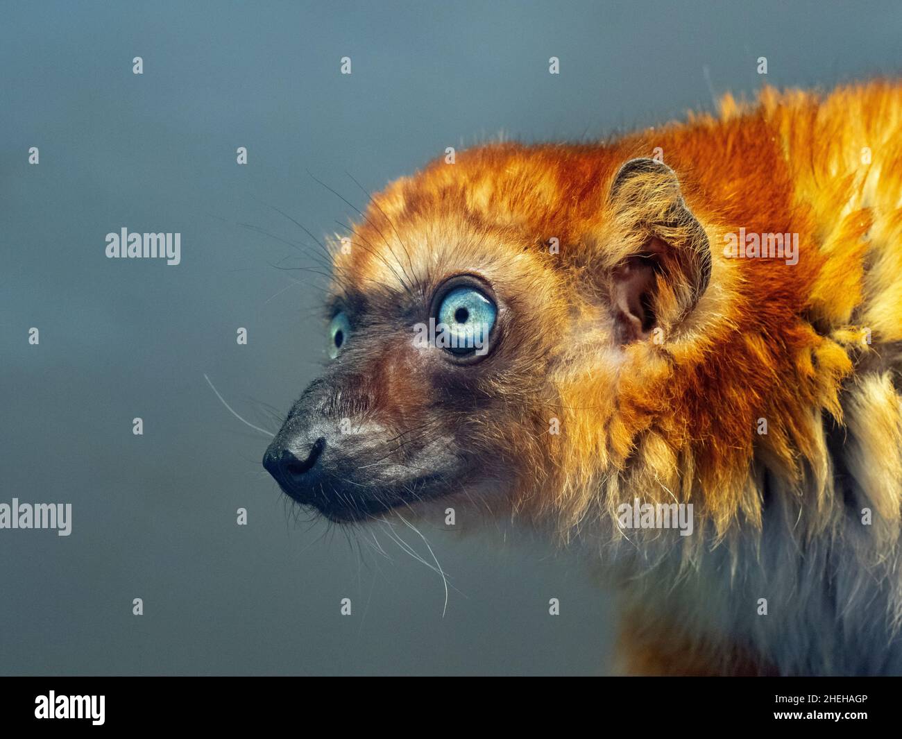 female Blue-eyed black lemur Eulemur flavifrons female also known as ...