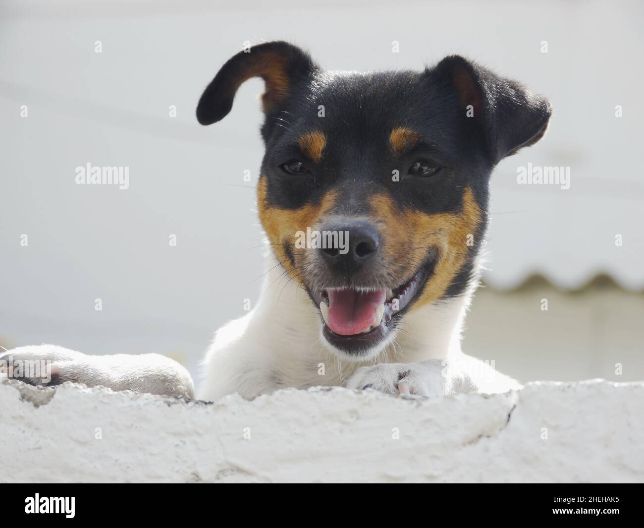 dog looking over wall Stock Photo - Alamy