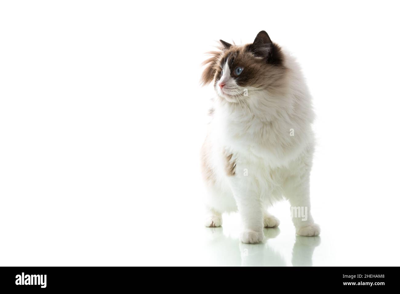 Beautiful adult fluffy Ragdoll cat on white background Stock Photo - Alamy