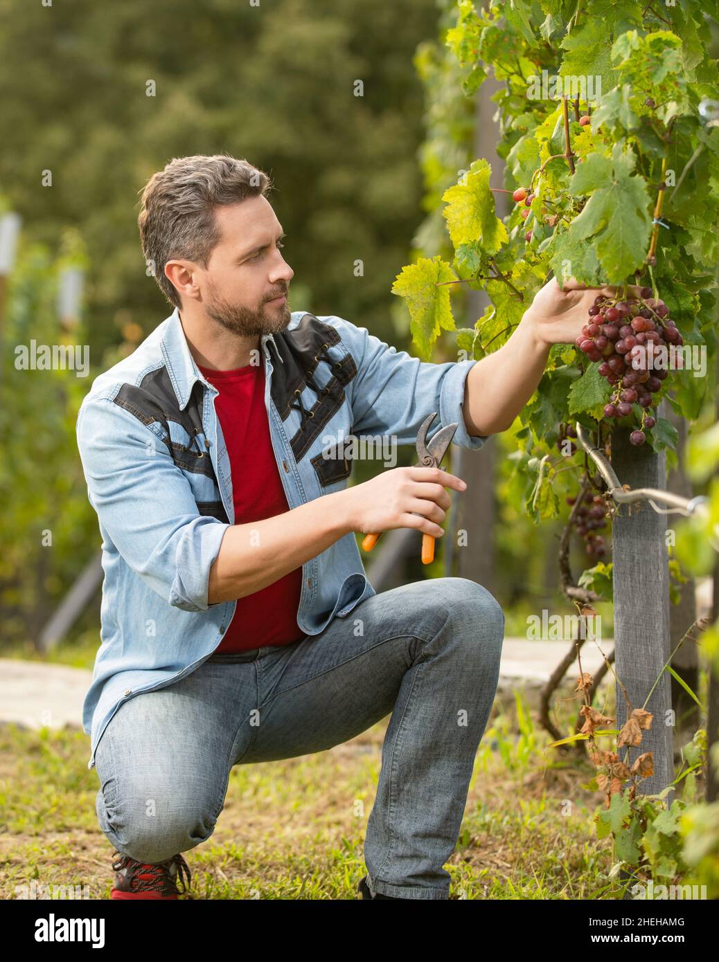 Male viticulturist cutting grapevine hi-res stock photography and images - Alamy