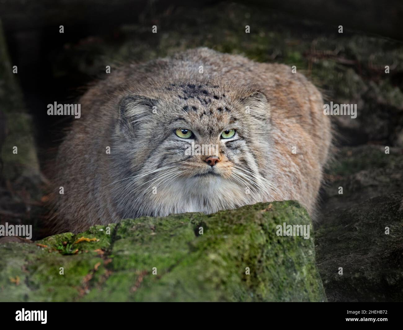 Pallas's cat Otocolobus manul CAPTIVE Stock Photo - Alamy