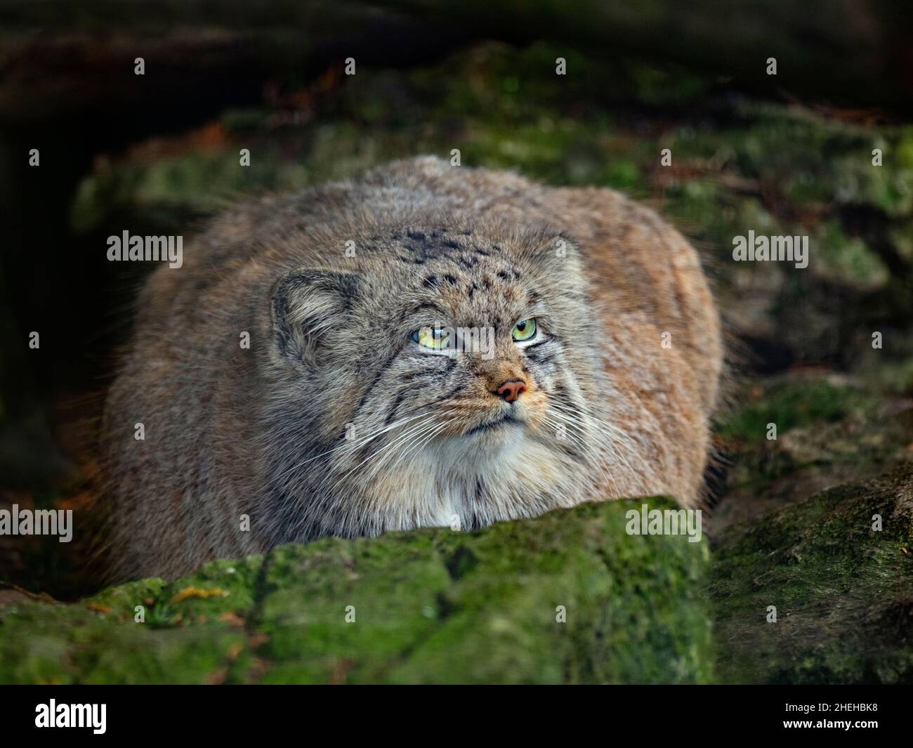 Pallas's cat Otocolobus manul CAPTIVE Stock Photo - Alamy