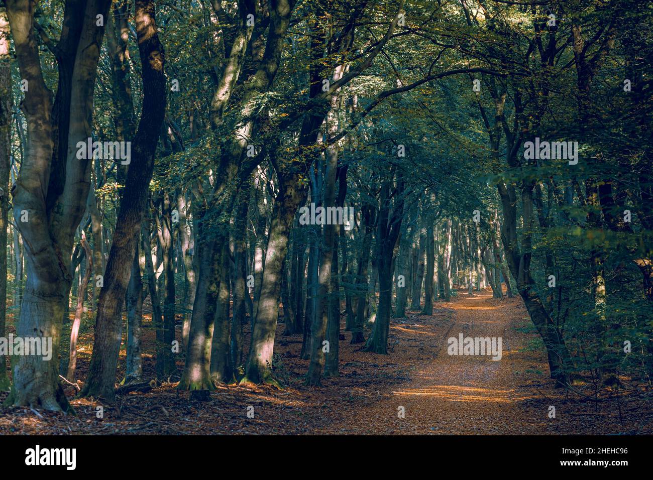 Light haze or morning fog. Sun shines through the trees in a forest ...