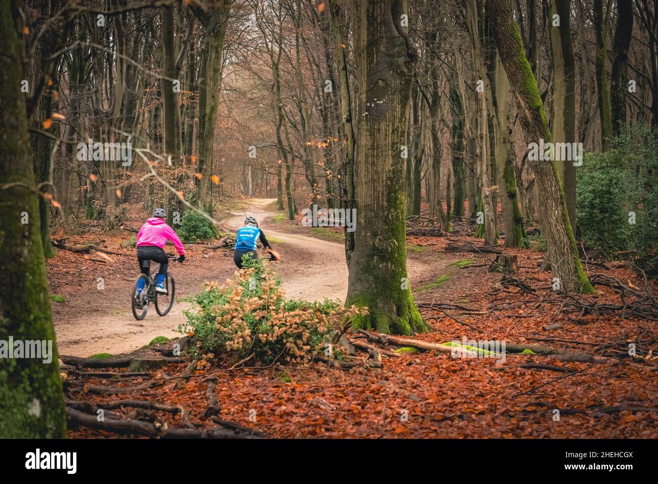 Man cycling through forest path hi-res stock photography and images - Alamy