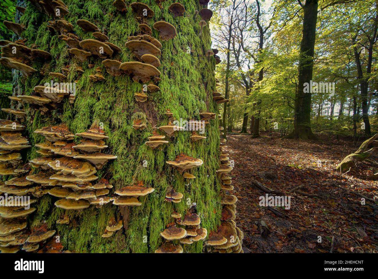Tree trunk with a distinct texture of bark covered with lichens and ...