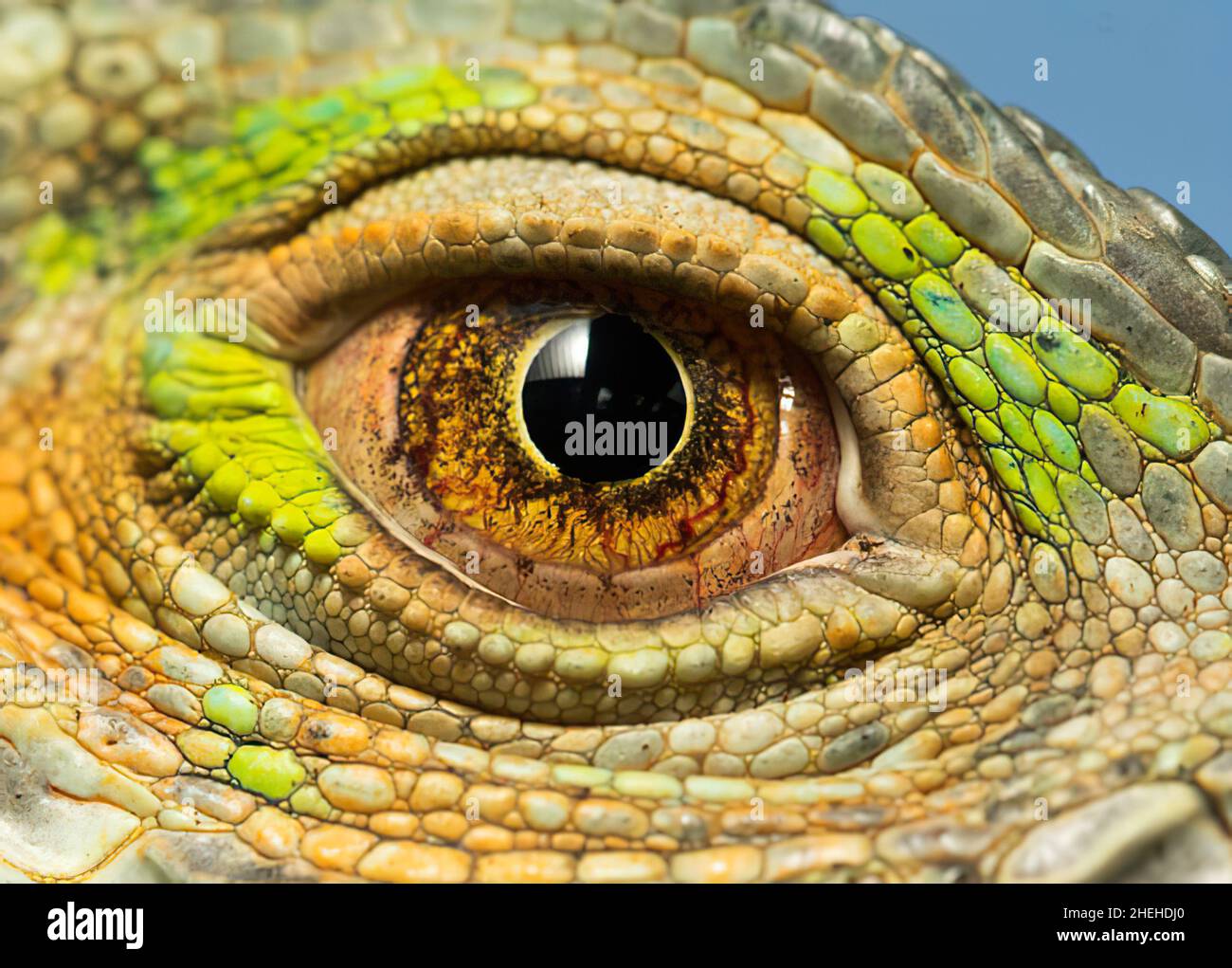 Xs as eyes hi-res stock photography and images - Alamy