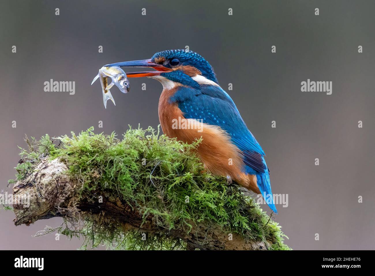 The kingfisher with a fish in its mouth. BOURNE, LINCOLNSHIRE ...