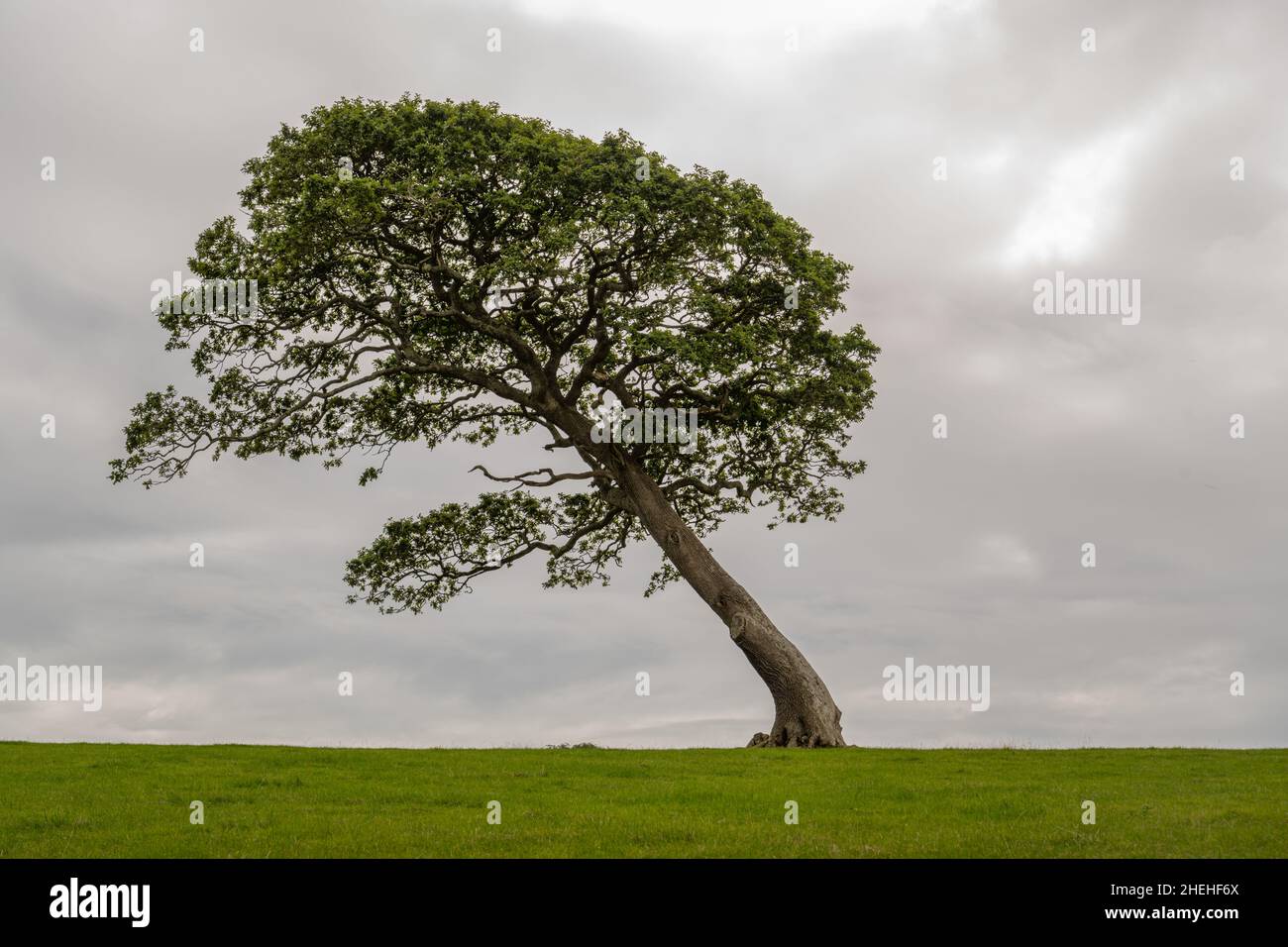 Wind blown and leaning tree in field near Llanystumdwy near5 Criccieth ...