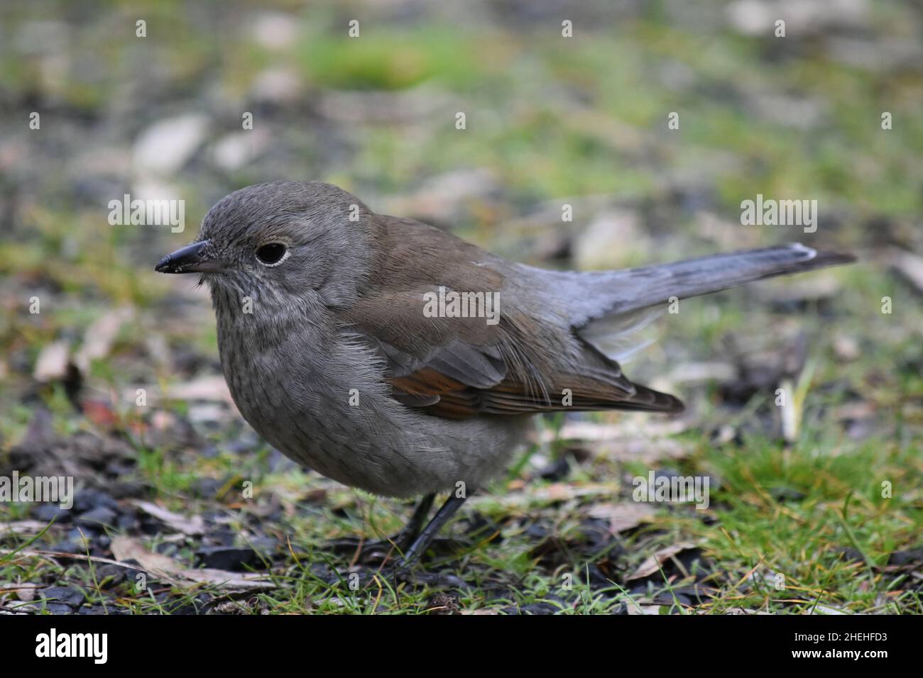 Bay thrush hi-res stock photography and images - Alamy