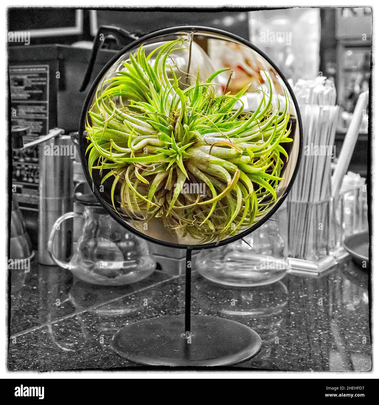 Hanging plant on mono background - spherized Stock Photo - Alamy