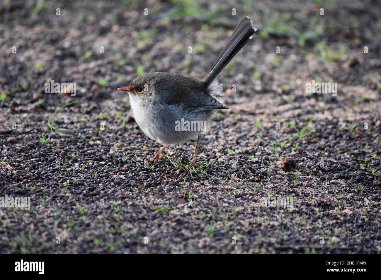 Posing wren hi-res stock photography and images - Alamy