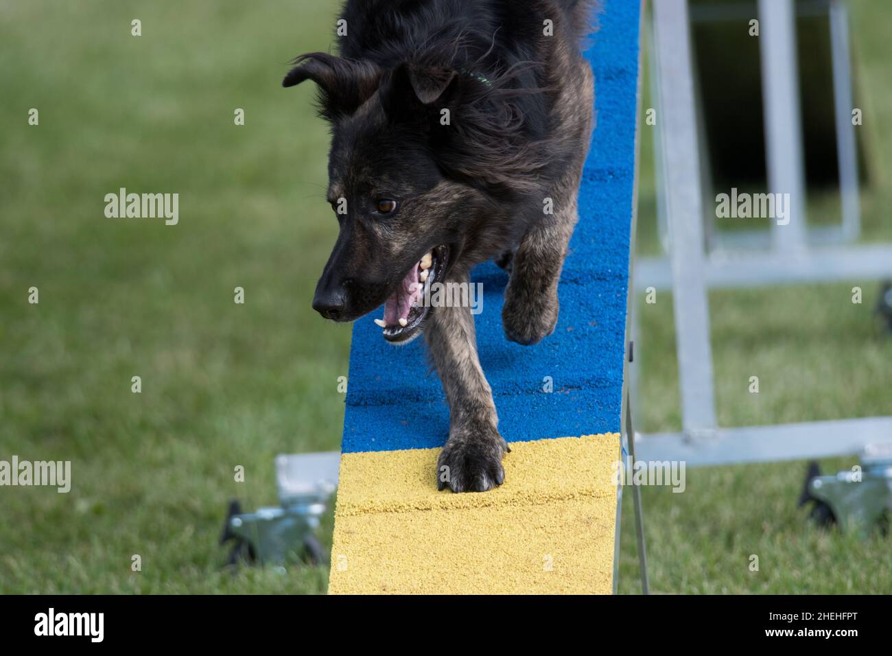 Agility dog on the dog walk Stock Photo - Alamy