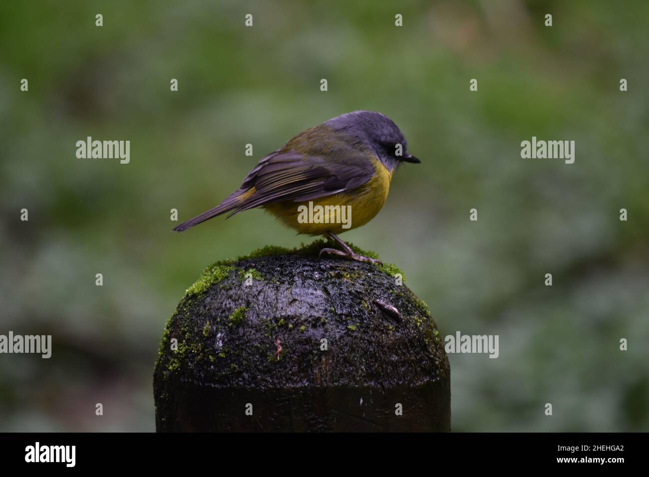 Eastern Yellow Robin Stock Photo - Alamy