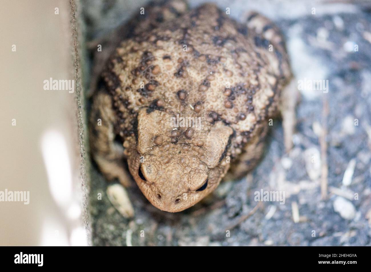 Toad in a garden Stock Photo - Alamy