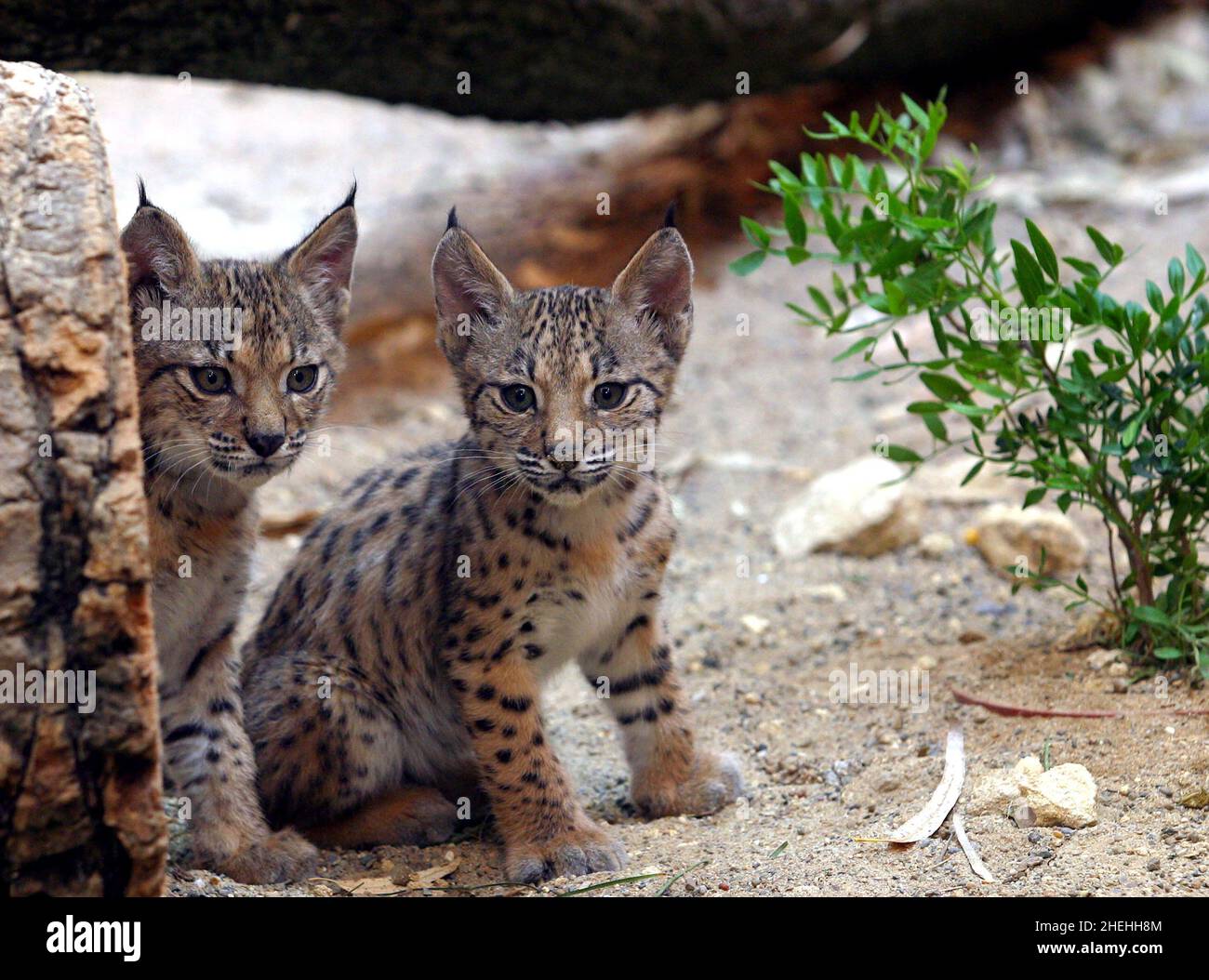 Baby Iberian Lynx