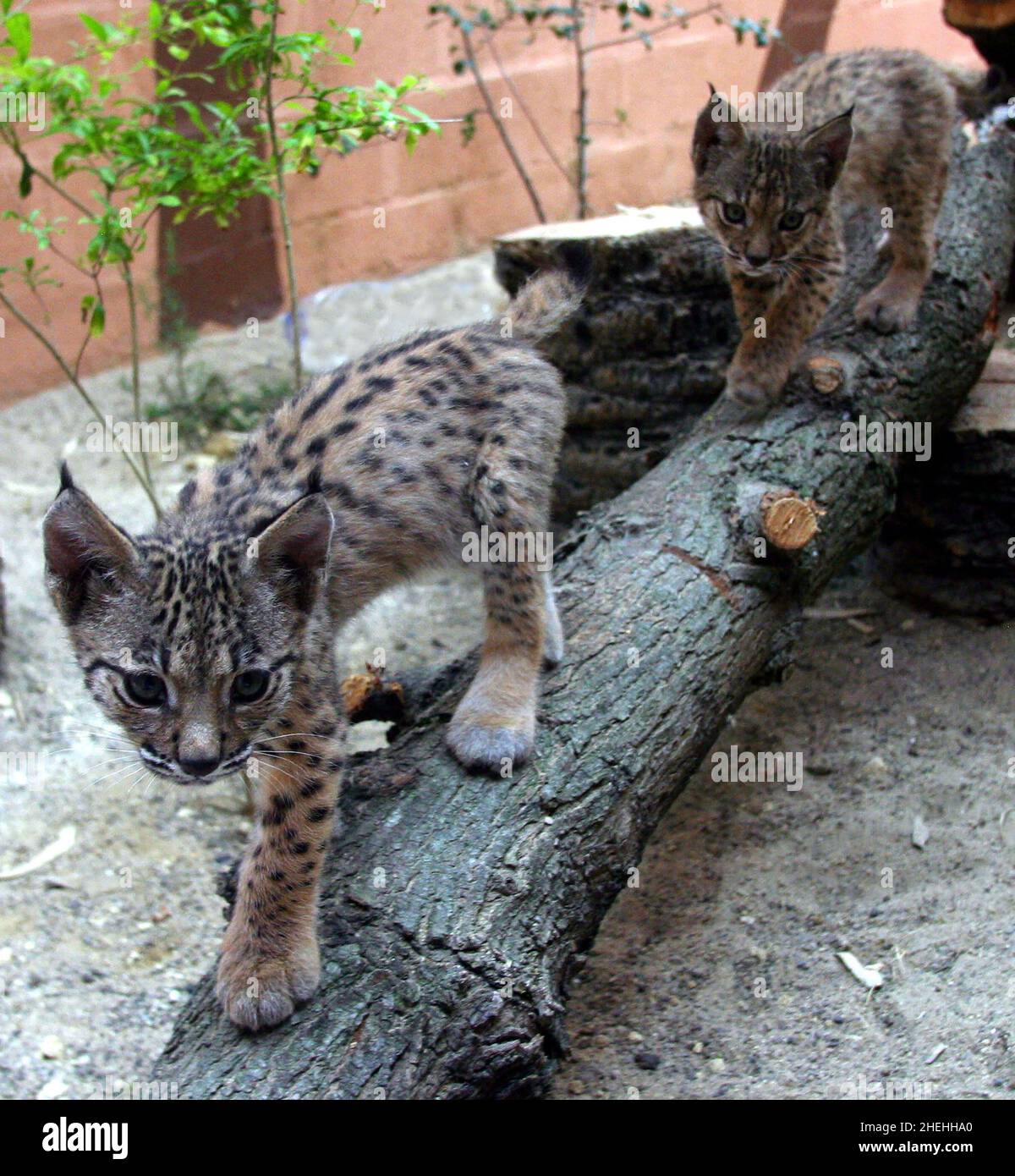 L-R SALLY AND AURA TWO FEMALE IBERIAN LYNX KITTENS AT JEREZ ZOO SPAIN ...