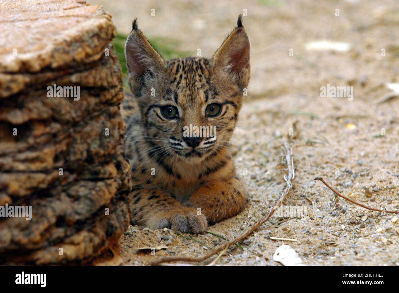 Iberian Lynx Kittens