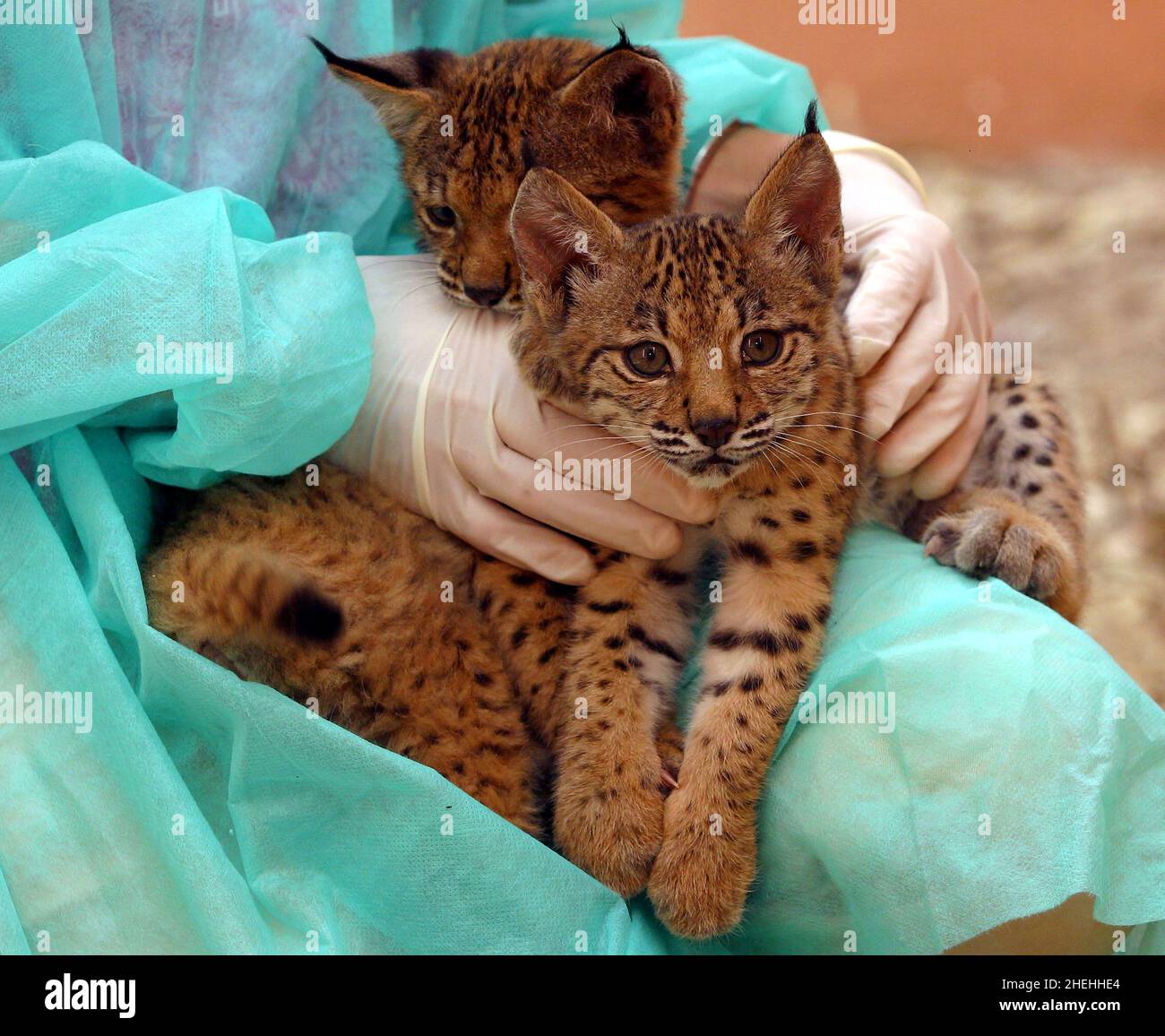 L-R SALLY AND AURA TWO FEMALE IBERIAN LYNX KITTENS AT JEREZ ZOO SPAIN ...