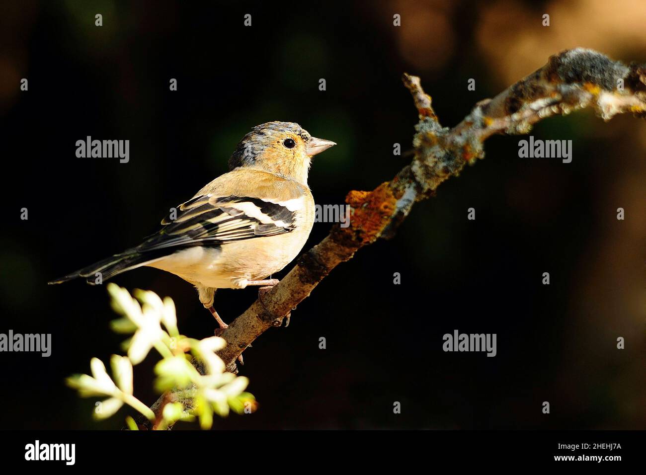 The chaffinch is one of the most common Passerines in Europe Stock ...