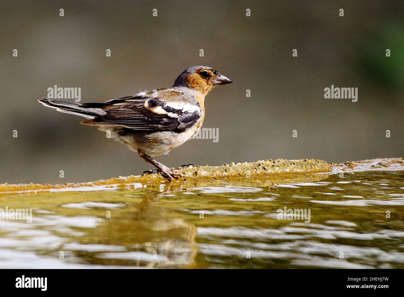 The chaffinch is one of the most common Passerines in Europe Stock ...