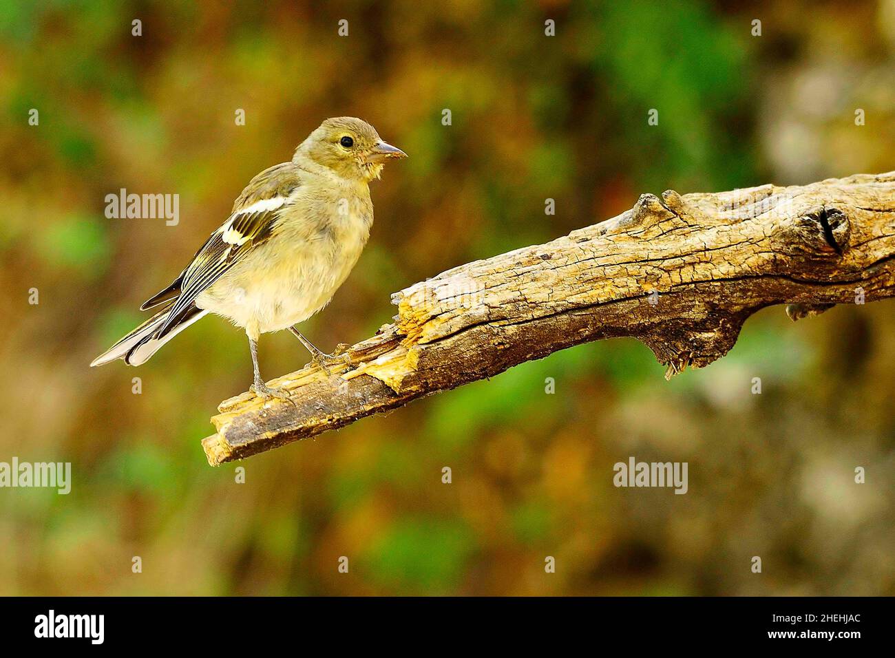 The chaffinch is one of the most common Passerines in Europe Stock ...