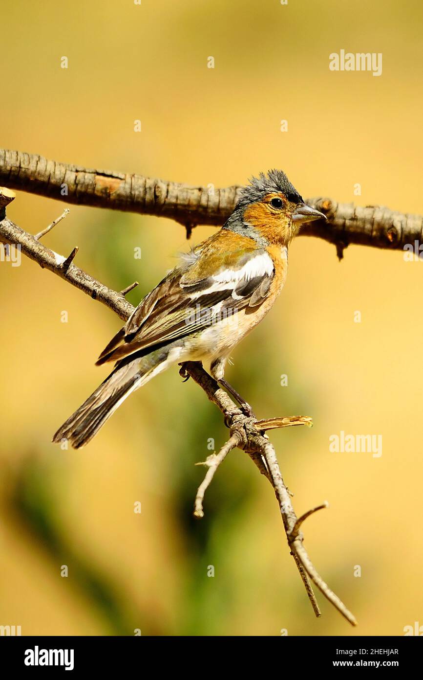 The chaffinch is one of the most common Passerines in Europe Stock ...