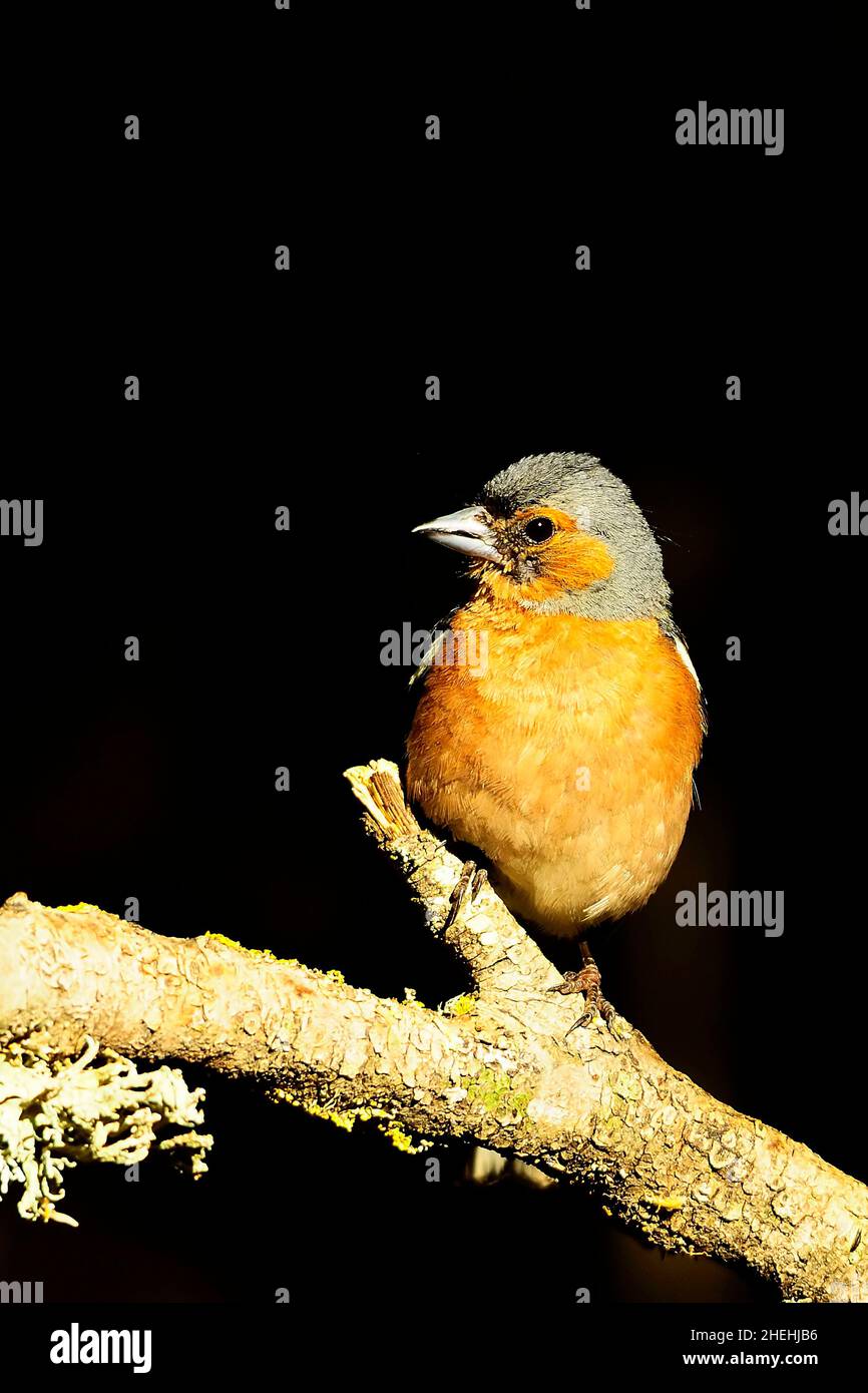 The chaffinch is one of the most common Passerines in Europe Stock ...