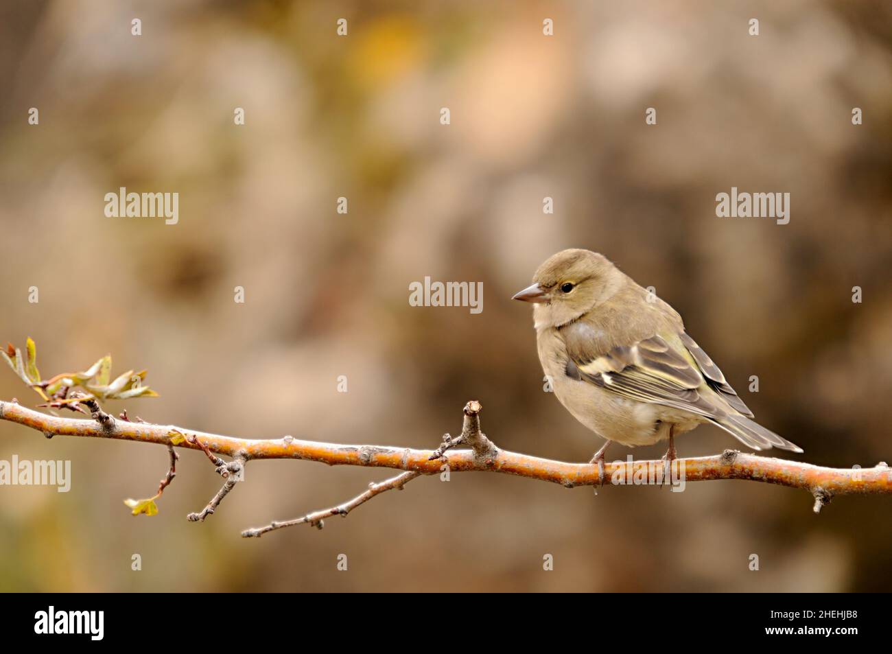 The chaffinch is one of the most common Passerines in Europe Stock ...