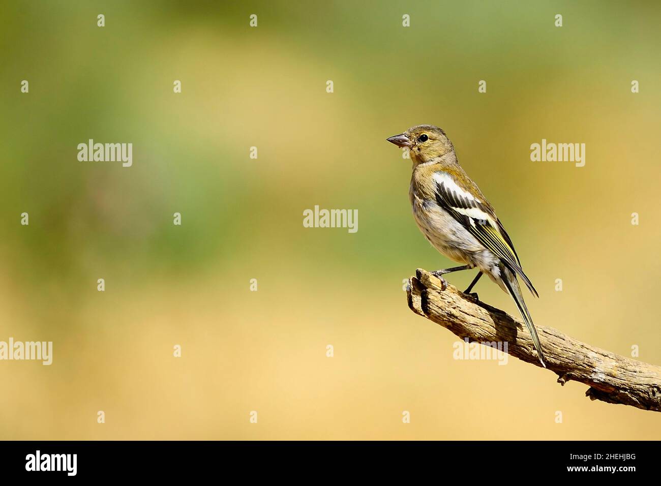 The chaffinch is one of the most common Passerines in Europe Stock ...